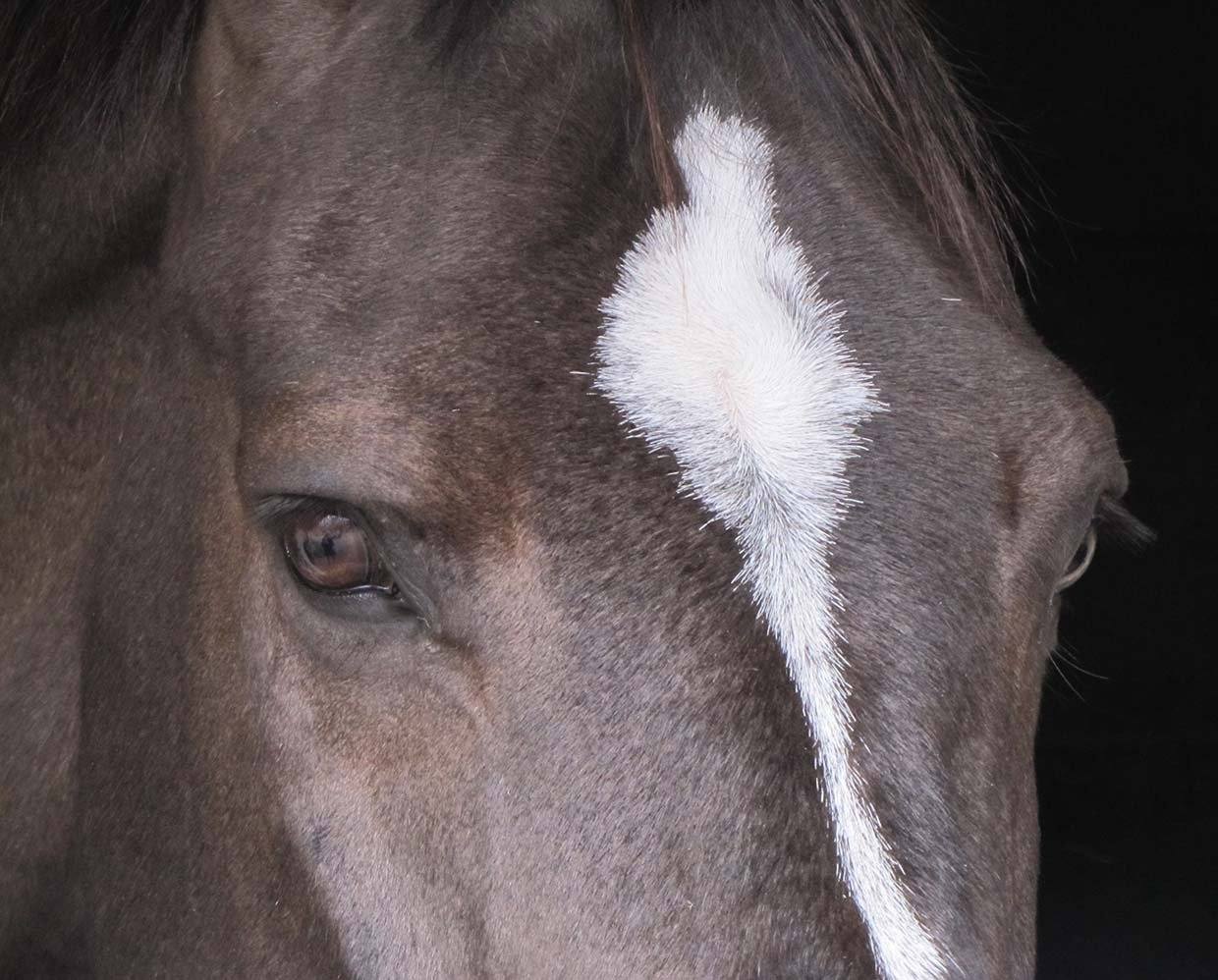 Valegro | BreyerHorseRef