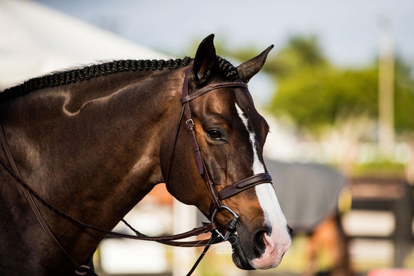 Chablis | BreyerHorseRef