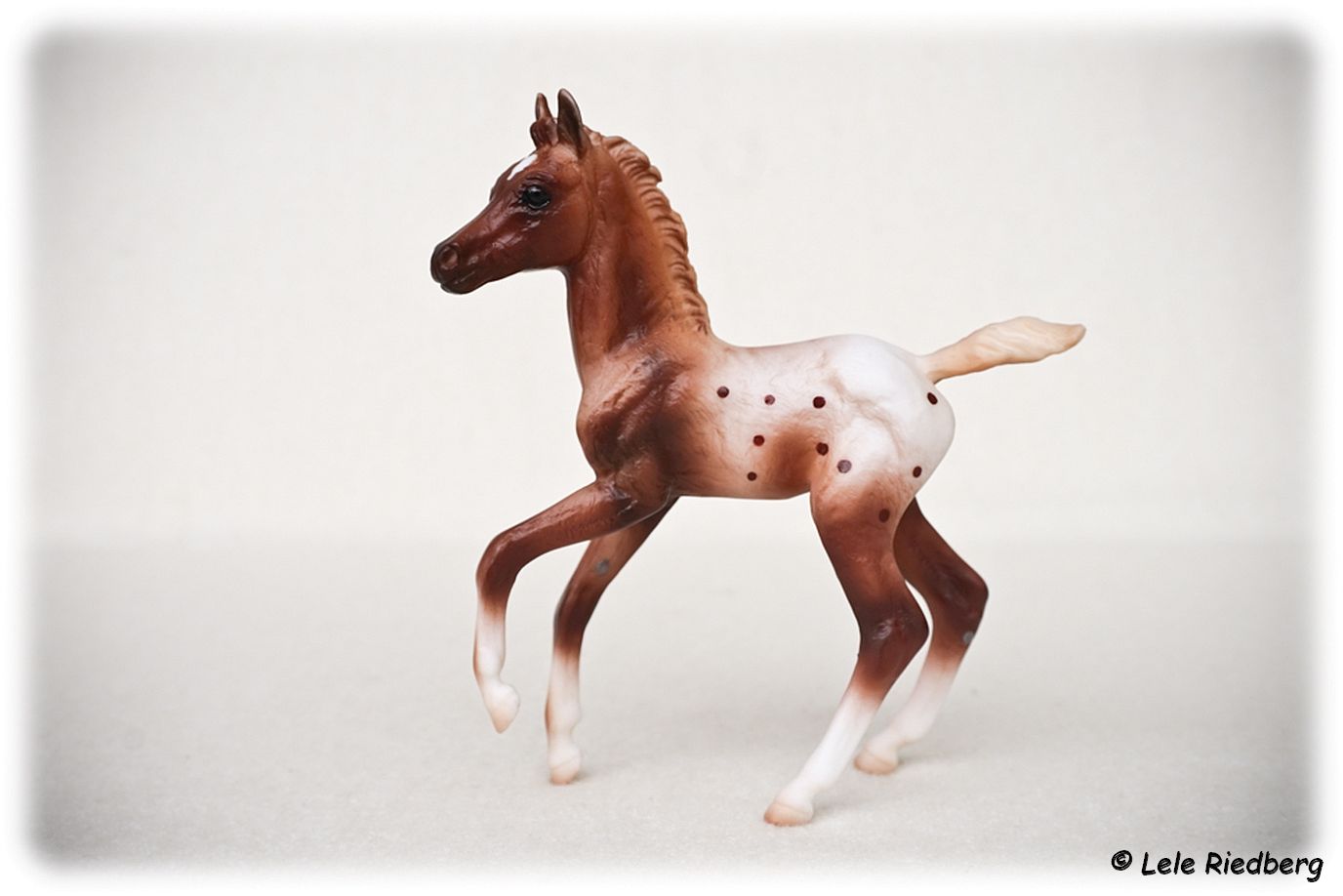 Chestnut Semi-Leopard Appaloosa Stallion & Chestnut Blanket Appaloosa ...