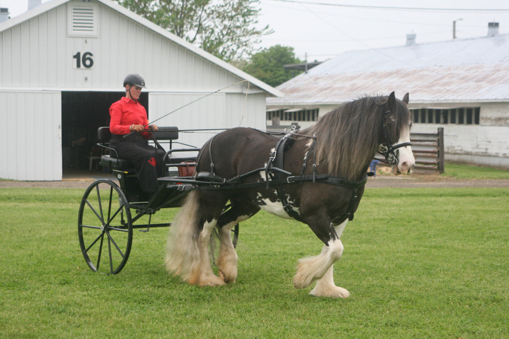 FVA's Grand Design - Tilly | BreyerHorseRef